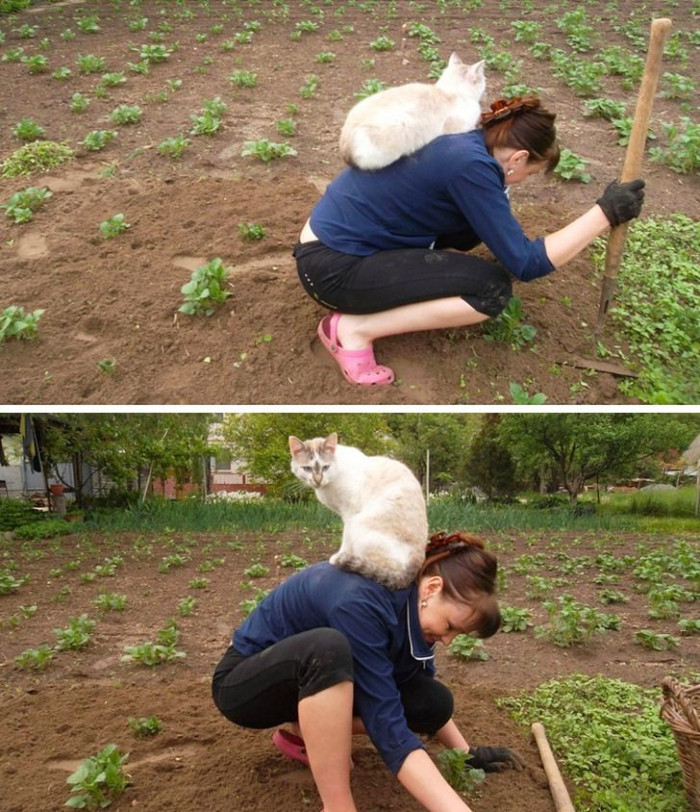 22 Careless And Chaotic Cats Whose Owners Could Use A Break