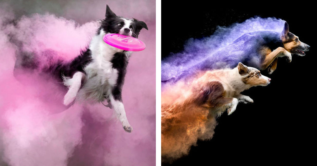 Photographer Takes The Most Stunning Photos Of Puppers and Doggos Using ...