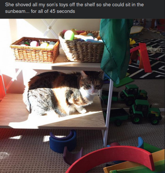 Naughty Cats Are At Least Hilarious While They Act Out