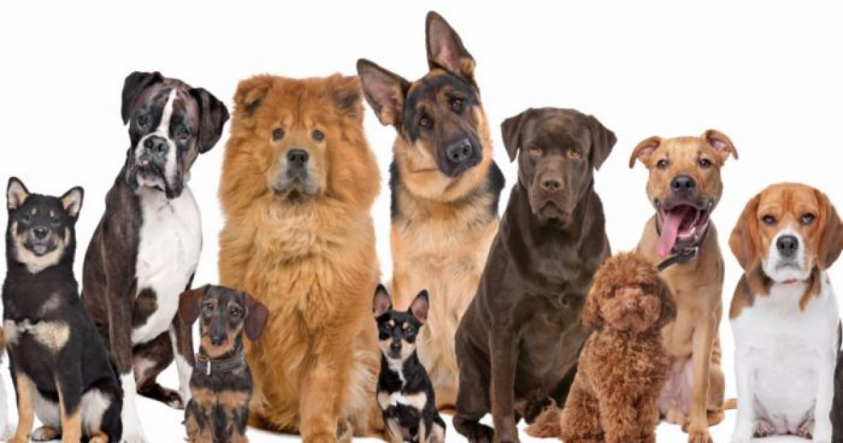 Which Dog Breed Is Right For You 