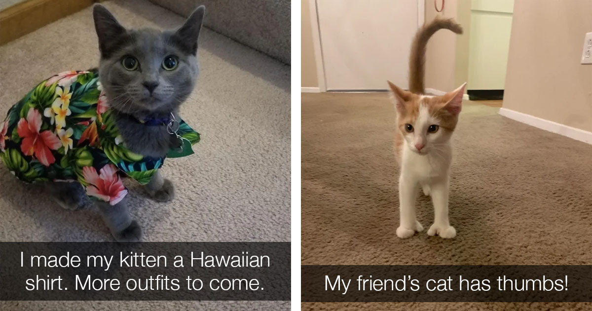 Purr-fect Pictures of Cats Lately to Brighten Your Day