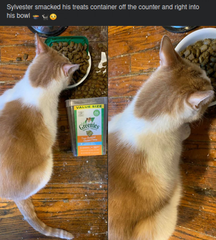 Naughty Cats Are At Least Hilarious While They Act Out