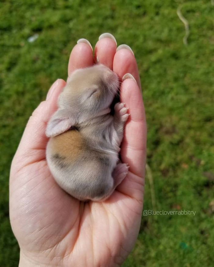 20+ Adorable Tiny Animals That Will Boost Your Mood When You Feel Down