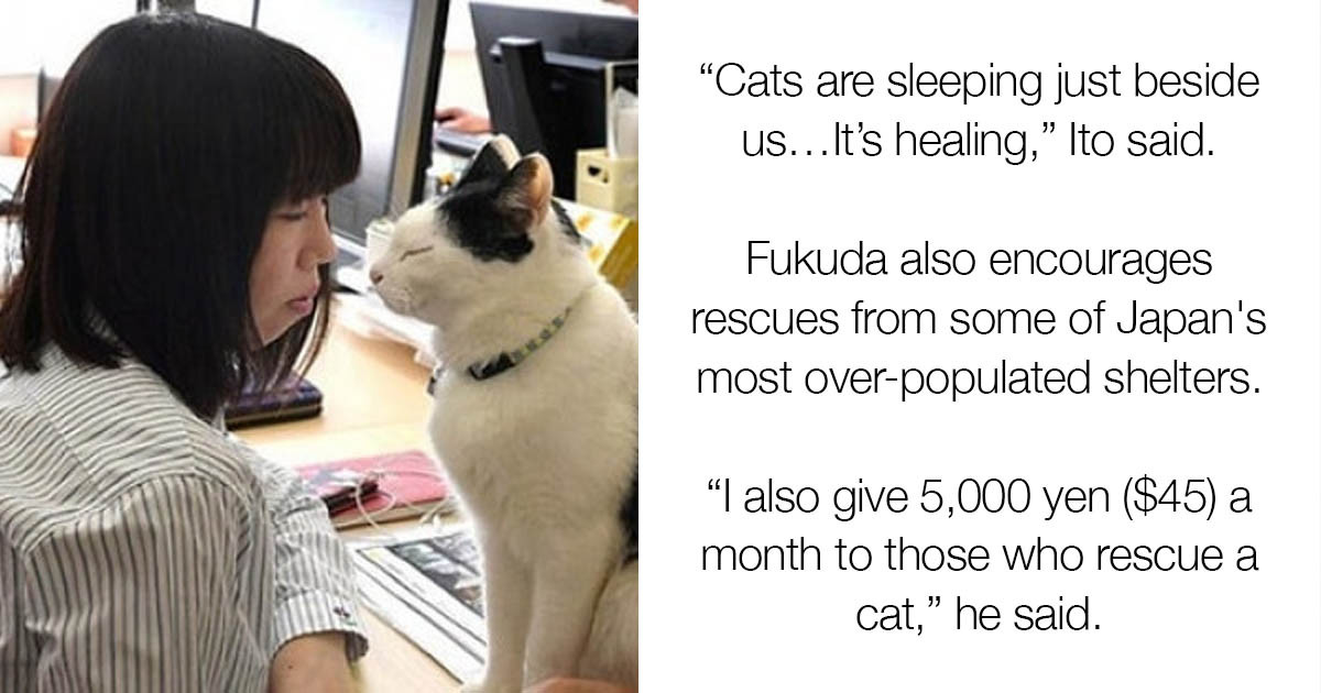 Japanese Company Introduces "Office Cat" Policy To Ease Employee Stress