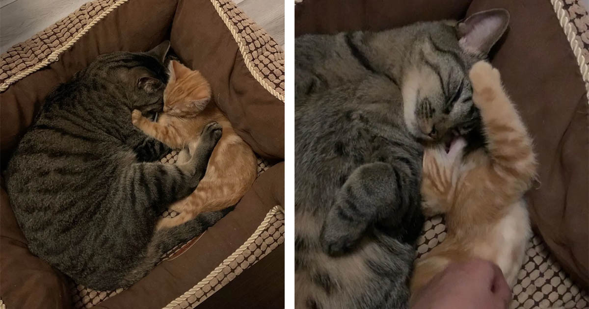 Foster Failed Kitten Wandered the Streets Alone Until He Was Rescued ...