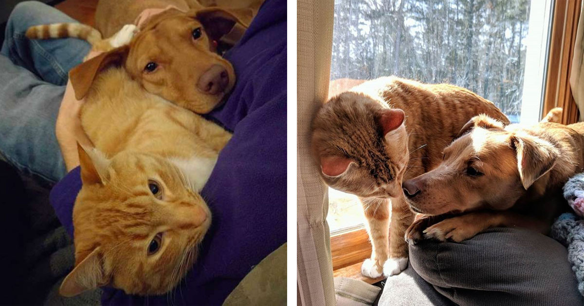 Cat Comforts Anxious Dog For 8 Hours Straight While Owner Is Away