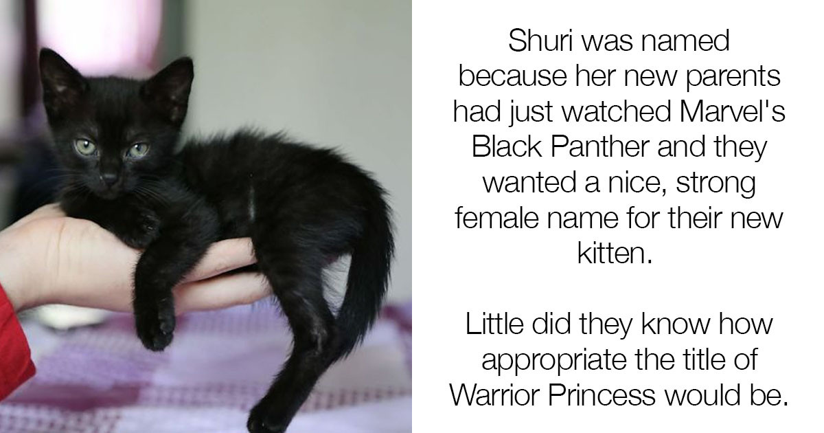 This Tiny Black Cat Proves Bad Luck Can Turn Around