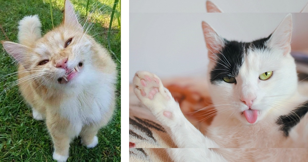 Once Again, The Internet Proves It's Worthiness With More Hilarious Cats