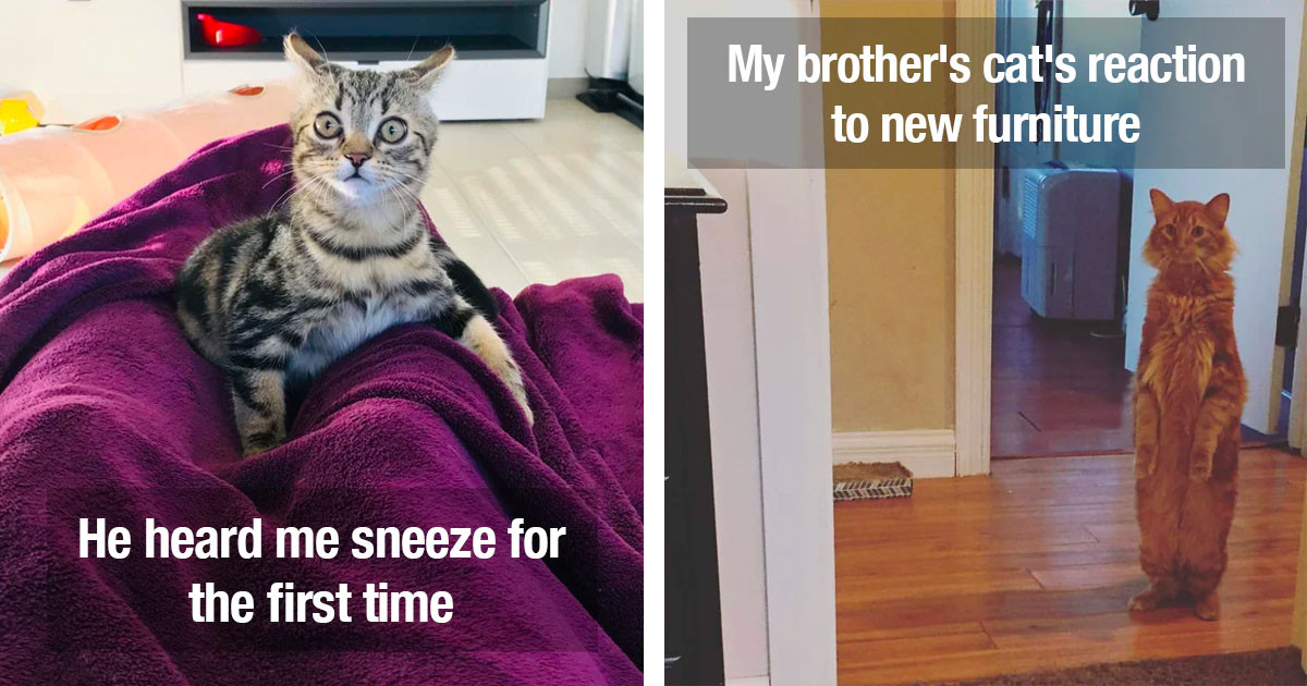 Dramatic Cats Who Went Over-The-Top To Full Blown Drama Queen