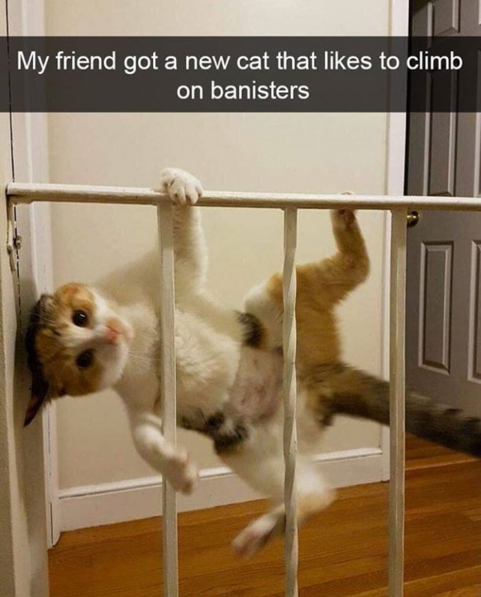 More Hilarious Cats Guaranteed to Leave You Laughing Hysterically