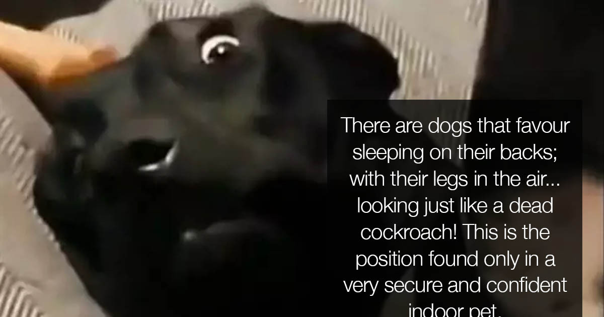 This Dog's Awkward Napping Position Is Trending On Reddit