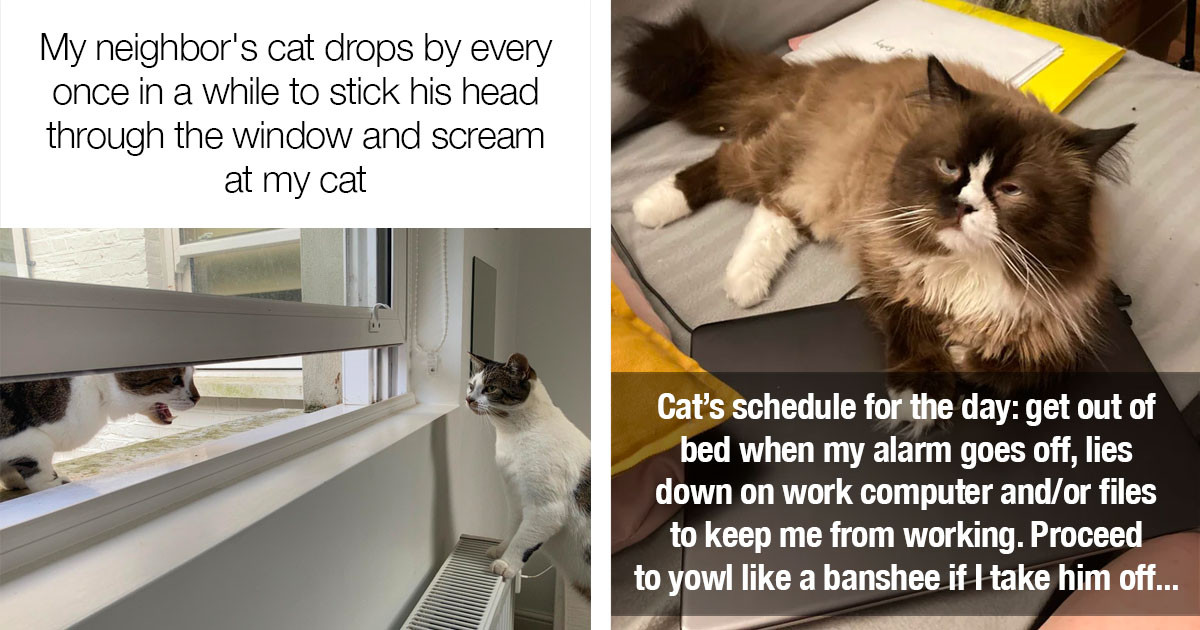 Naughty Cats Are At Least Hilarious While They Act Out