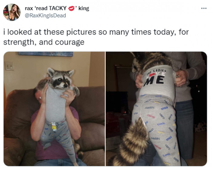 30+ Awesome Animal Tweets To Quickly Boost Your Serotonin Level This Week