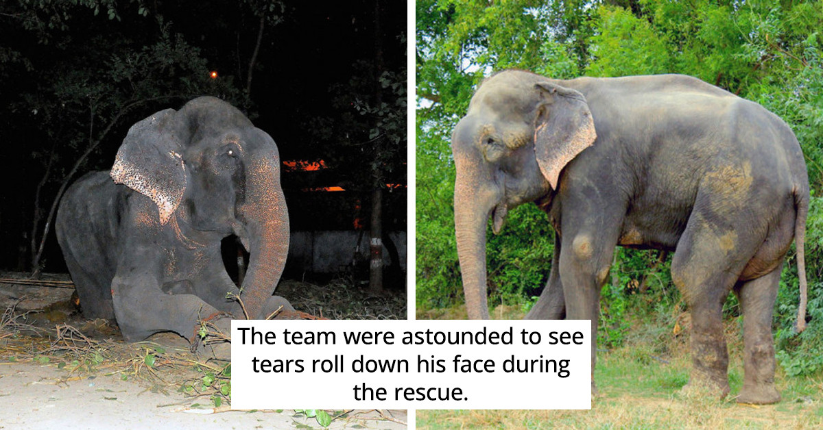 Senior Elephant Raju Cries During Rescue After 50 Years in Chains