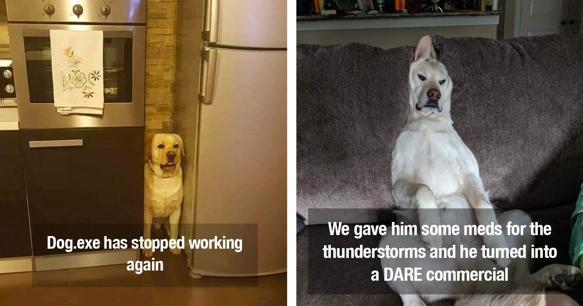 Weird Dogs Are Being Photographed Behaving As Silly As Possible