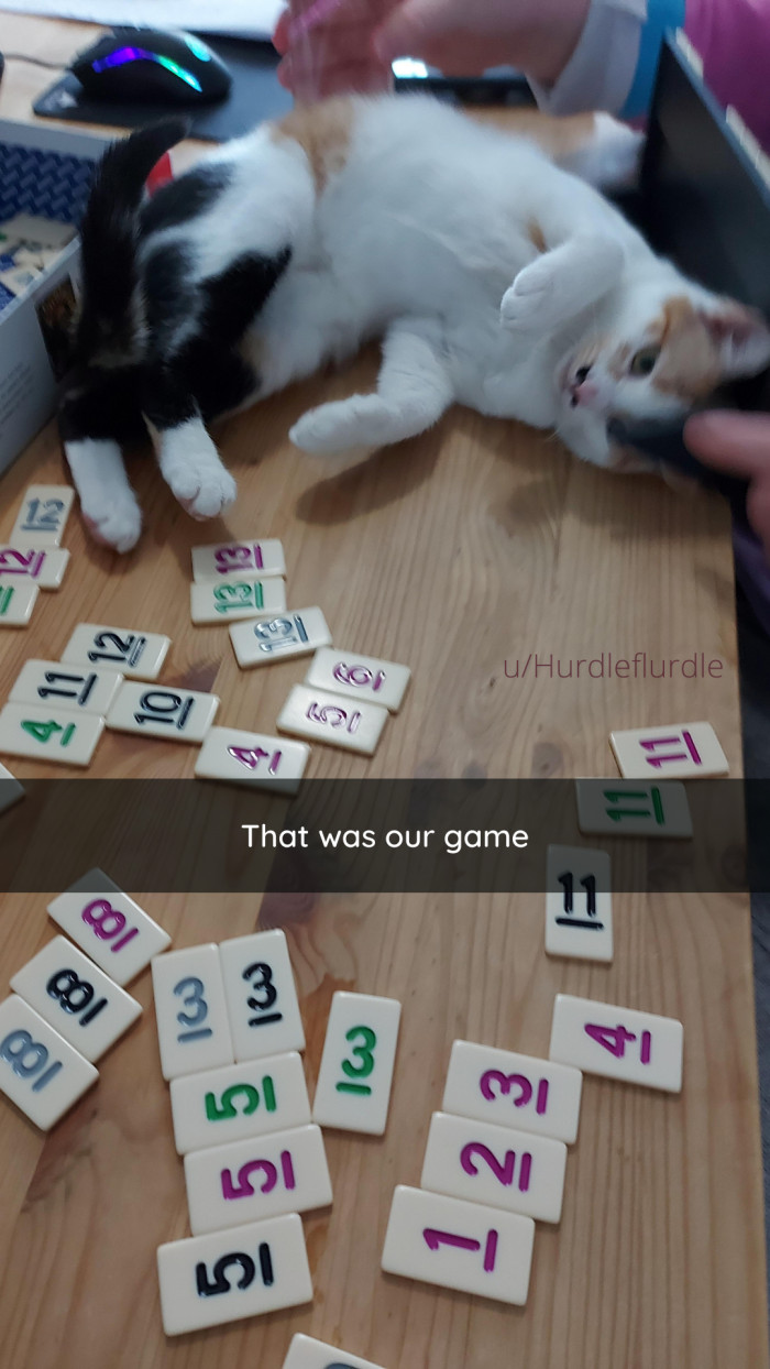 30+ Cats Being Absurd, Ridiculous, And Adorable