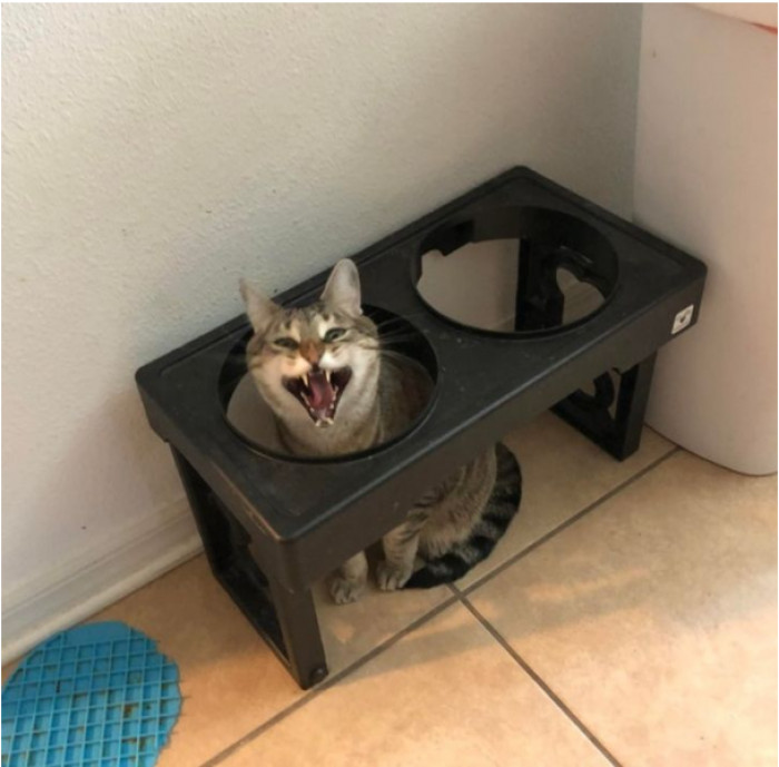 20+ Hilarious Examples Of “Pet Logic”