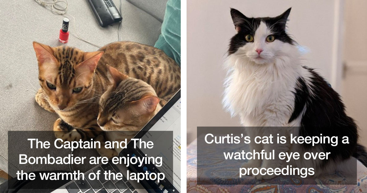 Adorable Cats Are Helping Their Owners Work From Home During The Pandemic