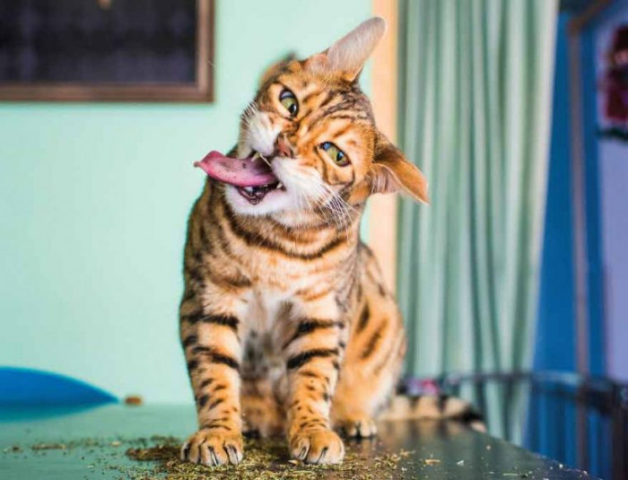 Famed Animal Photographer Does A Series Of Cats High On Catnip And They ...
