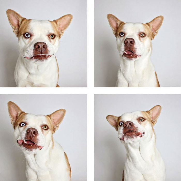 Shelter Sets Up Doggo Photobooth To Help Find Pups Their Forever Home