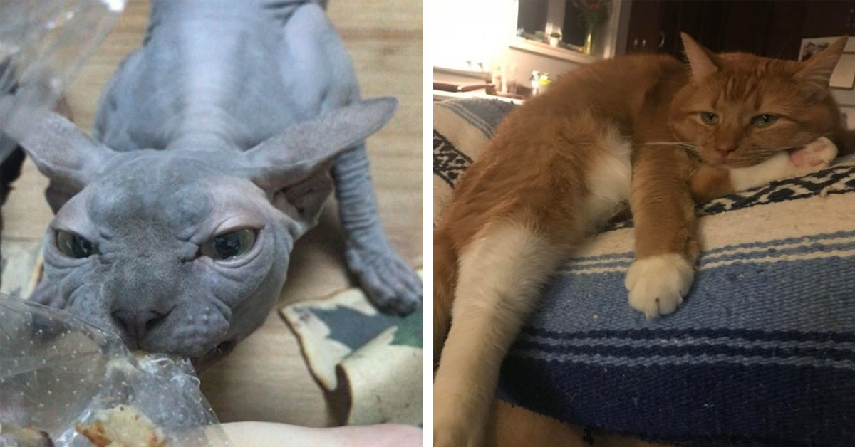 16 Pets Taking Overdramatic Reactions To The Next Level