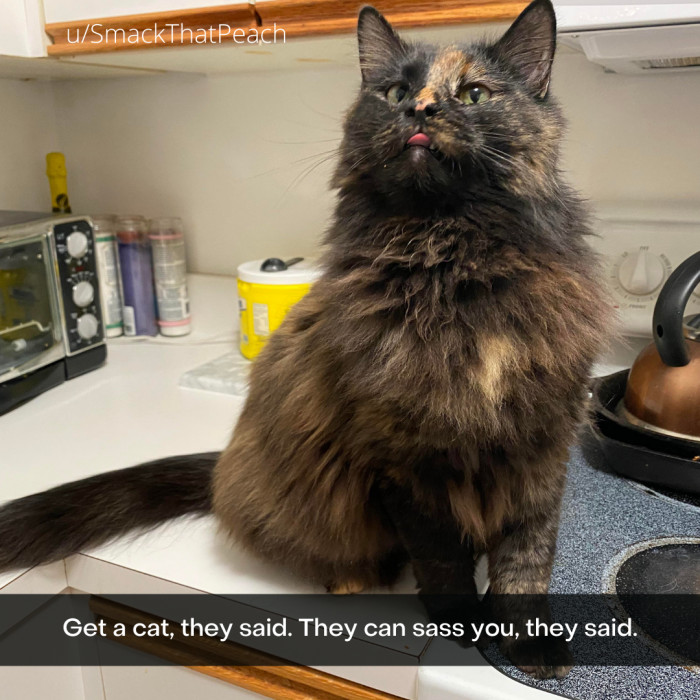 Hilarious Cats Are Doing Their Best To Make Us Laugh And We Appreciate That