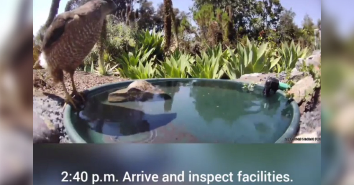 Hidden Backyard Camera Shows Raccoon, Bobcat, Hawk at Fountain