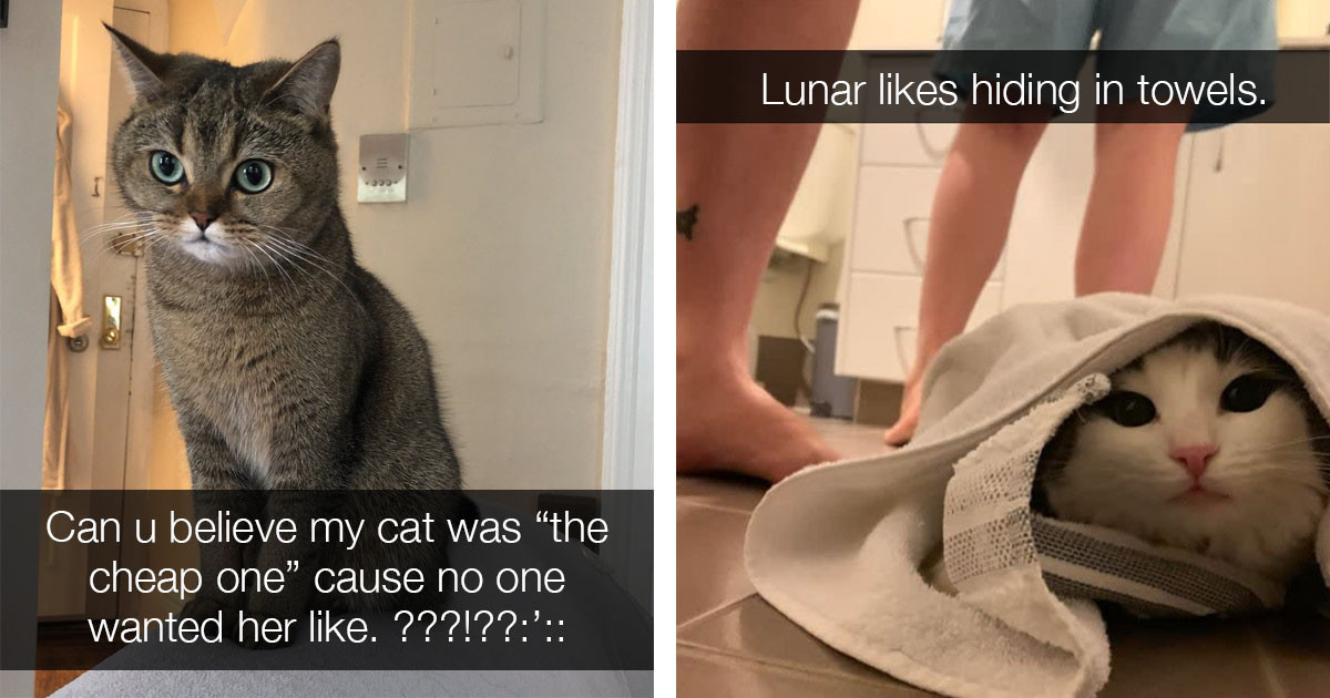 15 Recent Cat Posts to Brighten Your Day