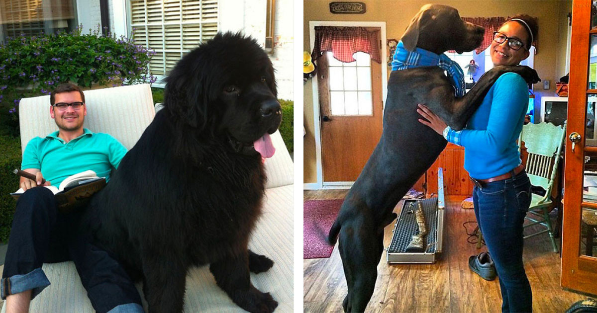 Enormous Dogs Obviously Think They're Still Very SMOL