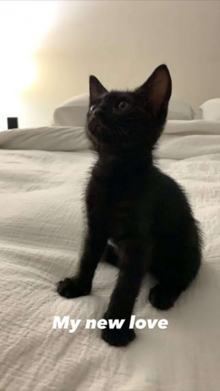 Adorable Kitten Brings Man To Tears