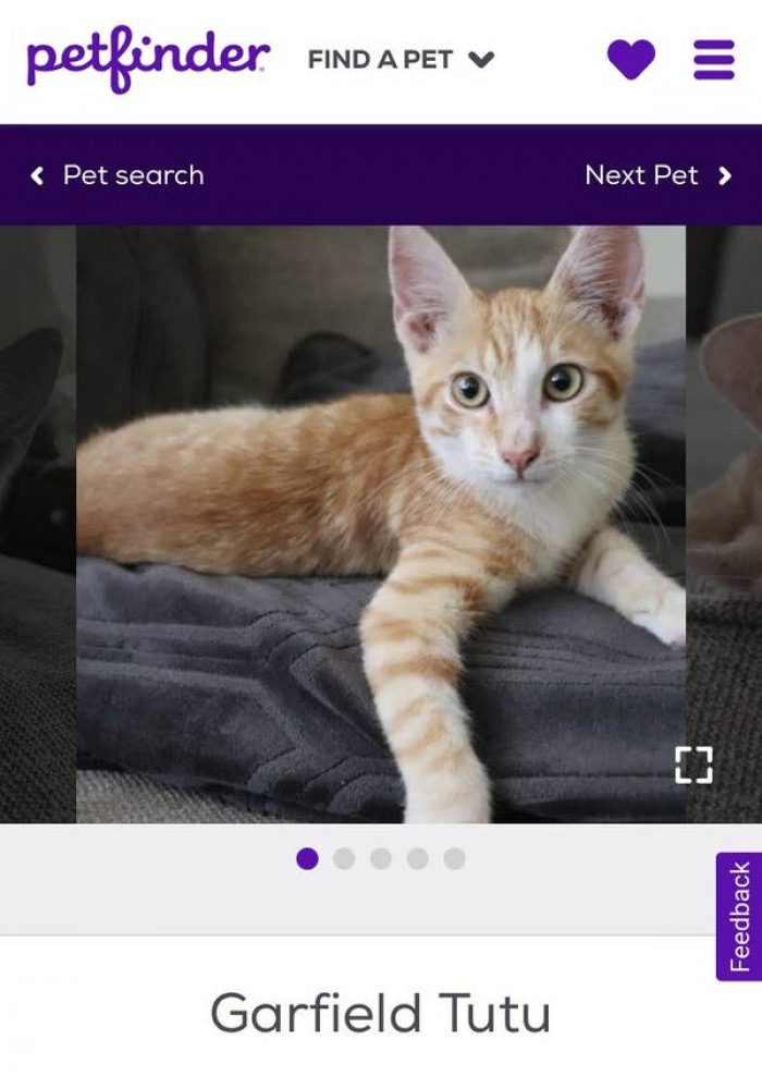 These Cat Names On Pet Finder Are Seriously Adorable These Cat Names On Pet Finder Are Seriously Adorable