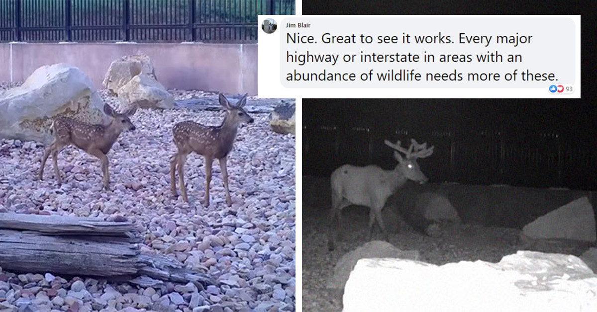 Internet Rejoices Over Highway Overpass In Utah That Helps Wildlife ...