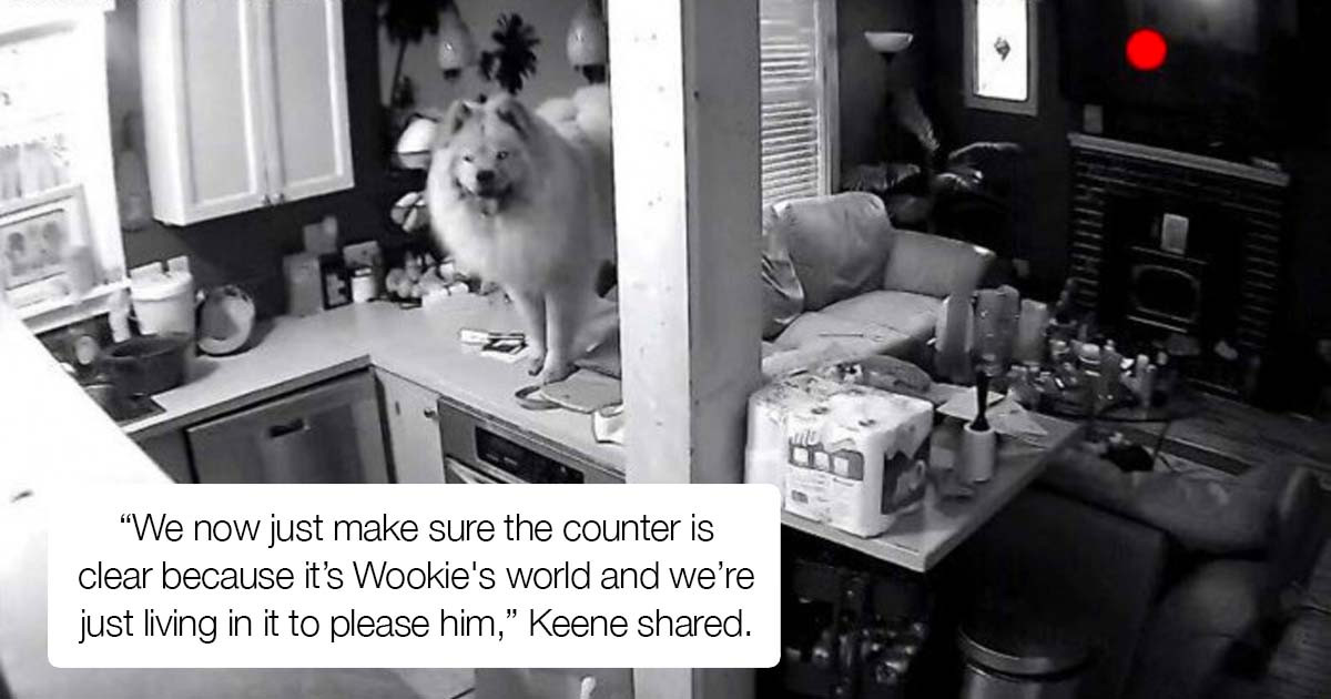 Hidden Camera Catches Wookie On The Kitchen Counter, Not Kya