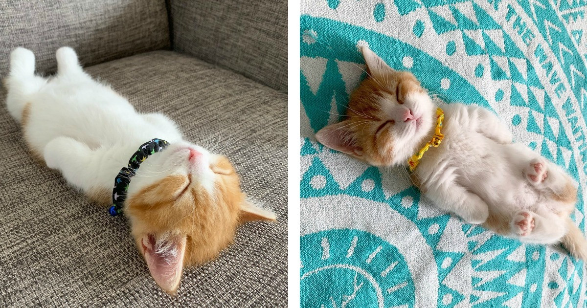 Adorable Munchkin Kitten Sleeps Flat On His Back, Too Cute