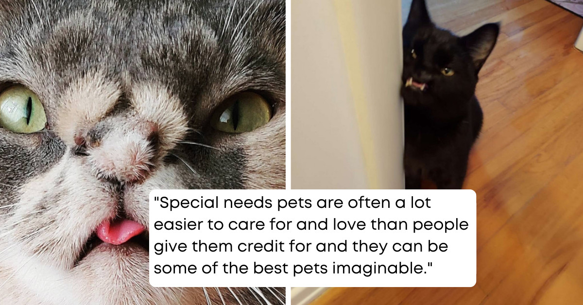 Shelter Employee Adopts Onyx the Cleft-Palate Cat After 90-Day Wait