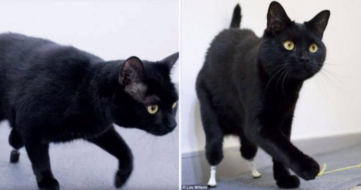 Amputee Cat Oscar Thrills Vets With New Bionic Legs
