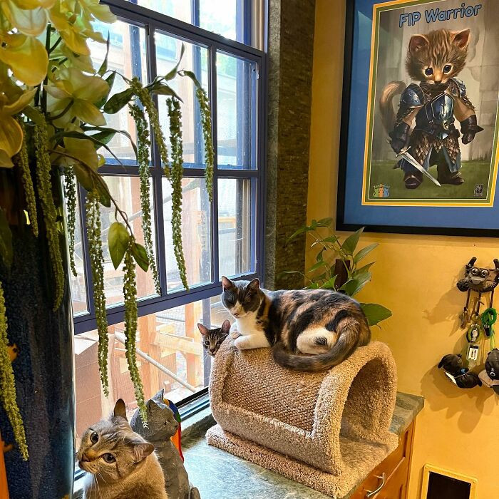 Wholesome Man Creates The Purrfect Palace For The 20+ Cats He Rescued