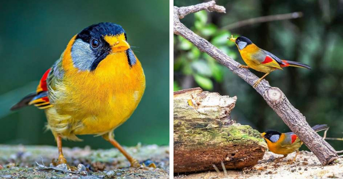 Silver-Eared Mesia Glows With Autumn Colors in Asian Forests