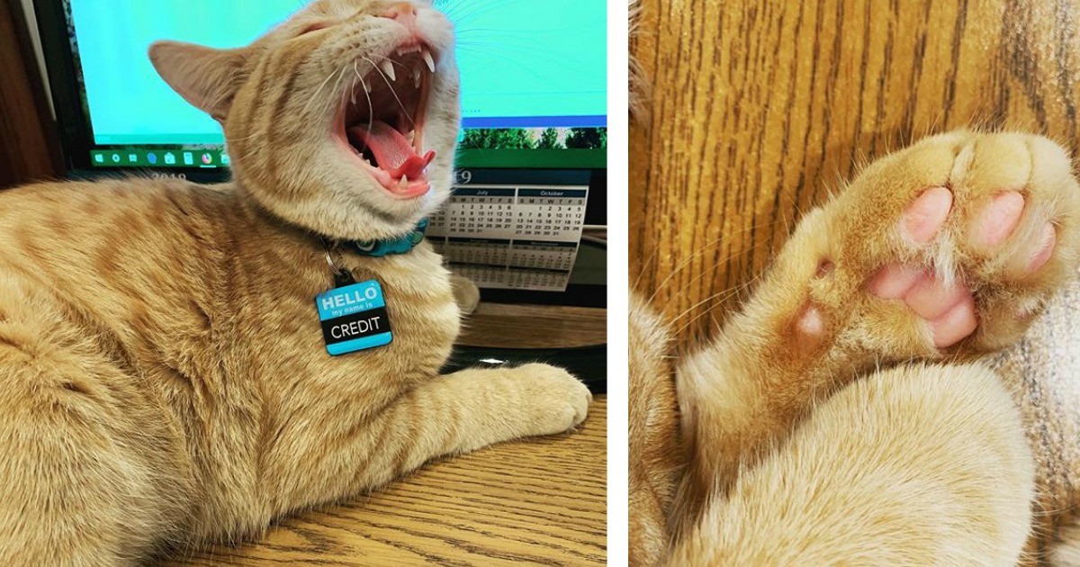 This Company Adopted Office Kittens In Order To Boost Morale
