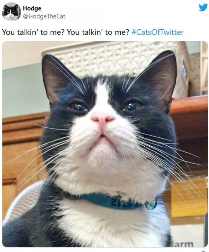 40 Funny And Adorable Tweets About Cats And Dogs
