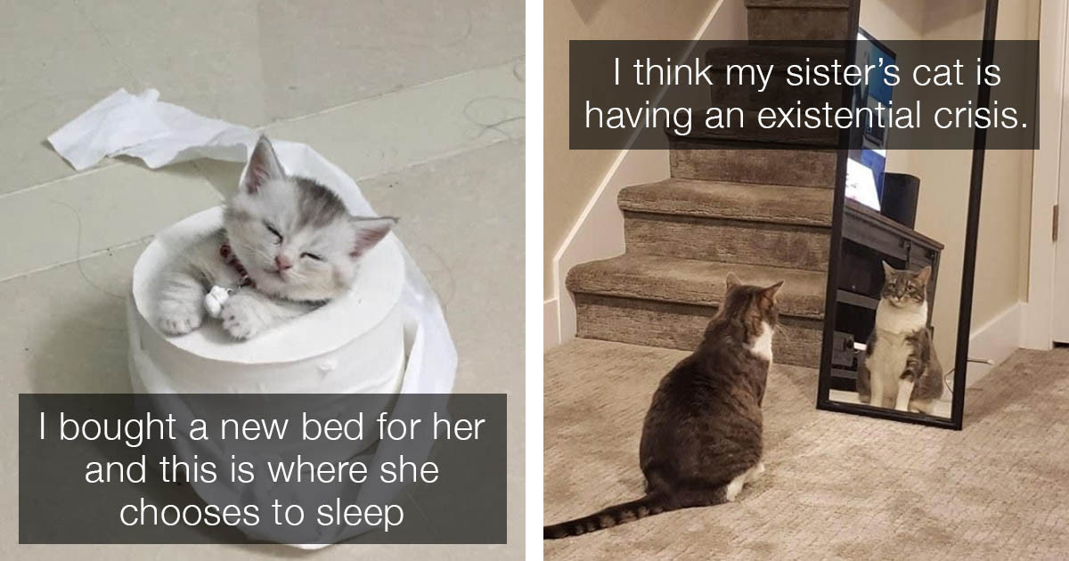 Adorable Cat Pictures That Will Cure Your Soul And Extend Your Lifespan ...