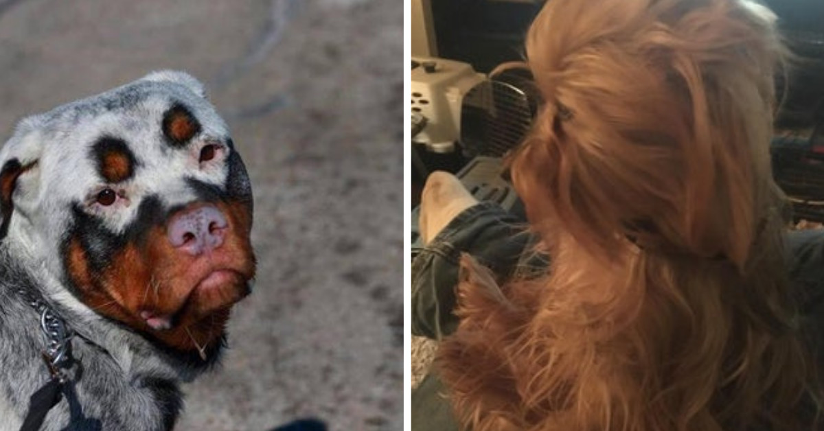 23 Dogs That Look Like Celebrities, Bowie, Falcor, More