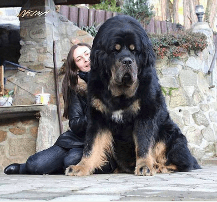 These Super Sized Doggos Think They Are Teenie-Tiny Puppers