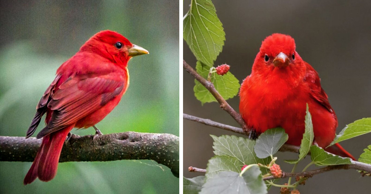 Meet The Eye-Catching Strawberry-Colored Bird Who Has Got To Be One Of ...