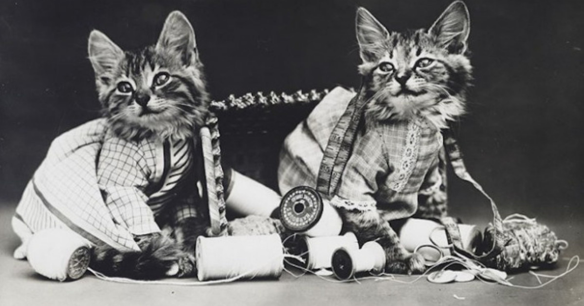 Enjoy These Adorable LOLcat Images Photographed By Their Pioneer Harry ...