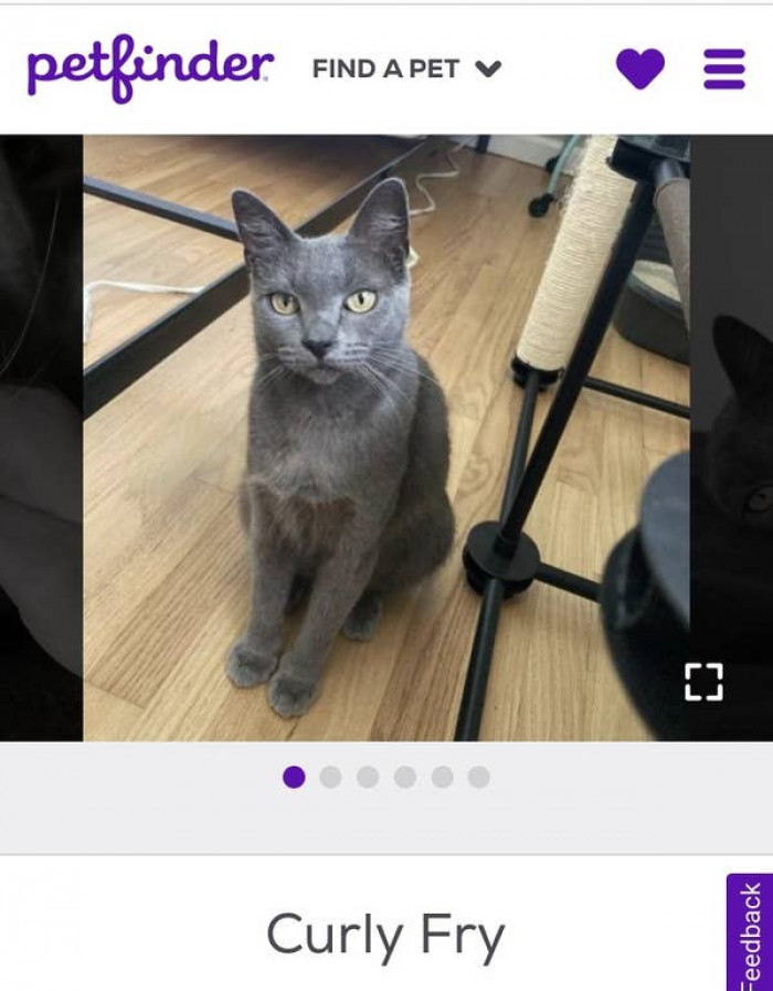 These Cat Names On Pet Finder Are Seriously Adorable These Cat Names On Pet Finder Are Seriously Adorable