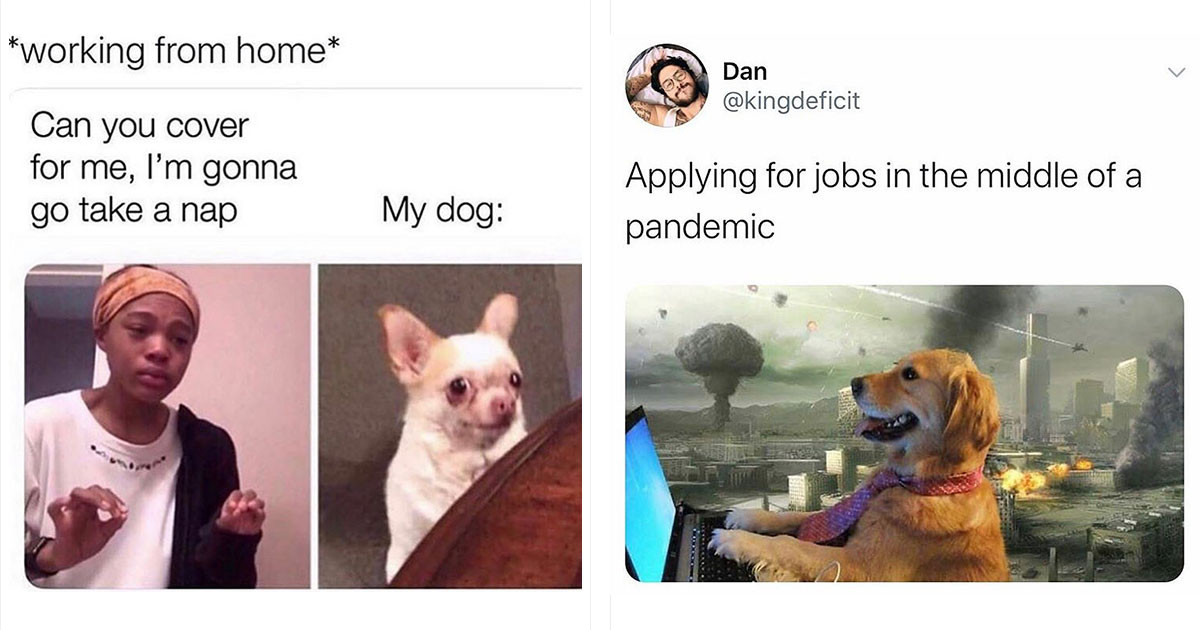 Awesome Dogs Become Memes To Make Your Day