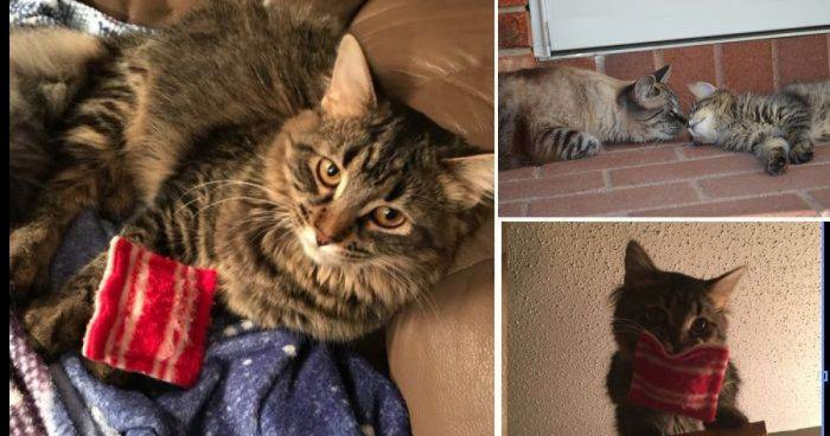 Sweet Maine Coon Kitten Gets Tiny Pillow as a Gift from Her Vet and ...