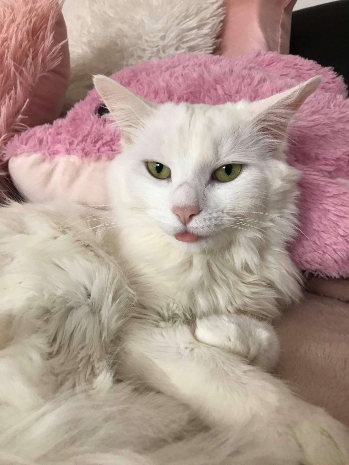 Silly Cat Can’t Remember How To Use Her Litter Box (Video)