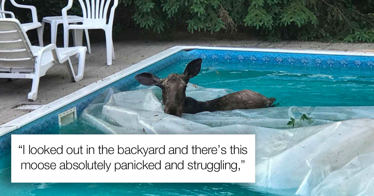 Couple Woke Up To A Real Life Moose Stuck In Their Swimming Pool